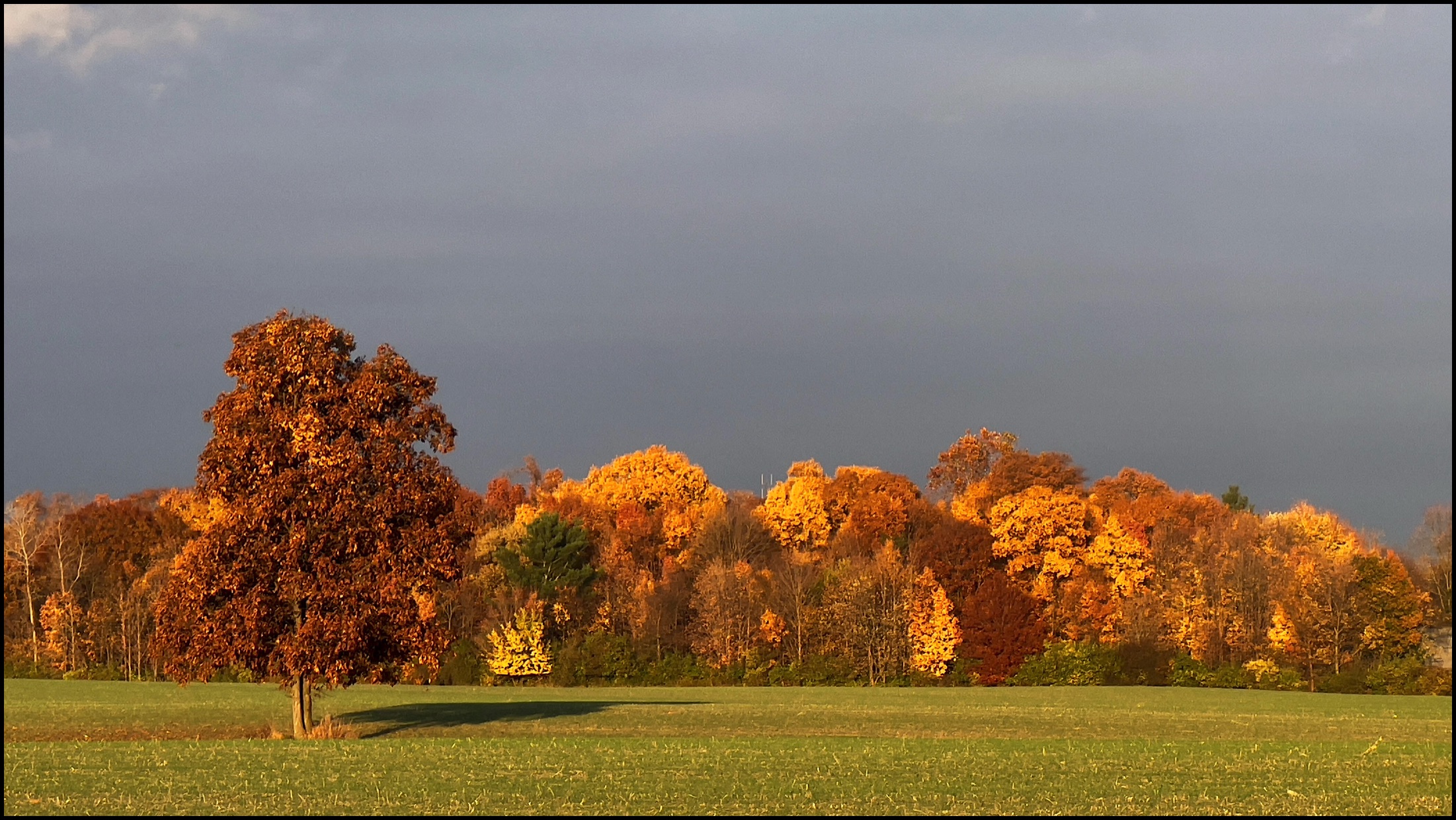 HOME [sunsetfarmsaddlebreds.com]